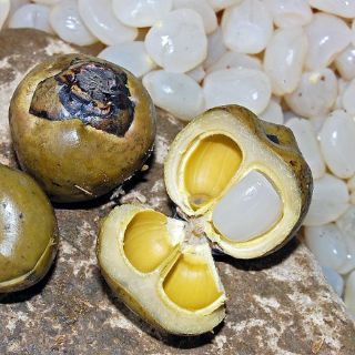 (500g) ISI BUAH KABONG/ BUAH KABUNG/ BUAH KANTOR/ BELULUK / BUAH NAU ...