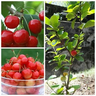 Anak Pokok Cherry Barbados (Pokok Matang) | Shopee Malaysia