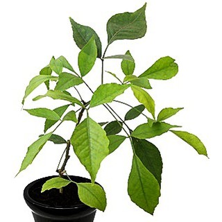 Indian Bael / Vilvam / Aegle marmelos / Bilva / Live Plant | Shopee ...