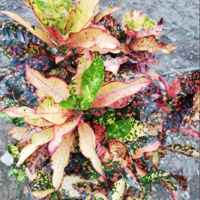 Keratan bunga tapak itik berbintik | Shopee Malaysia