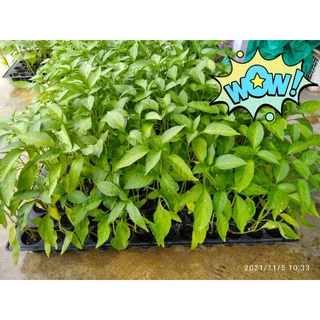 ANAK POKOK CILI BESAR (461 ) | Shopee Malaysia