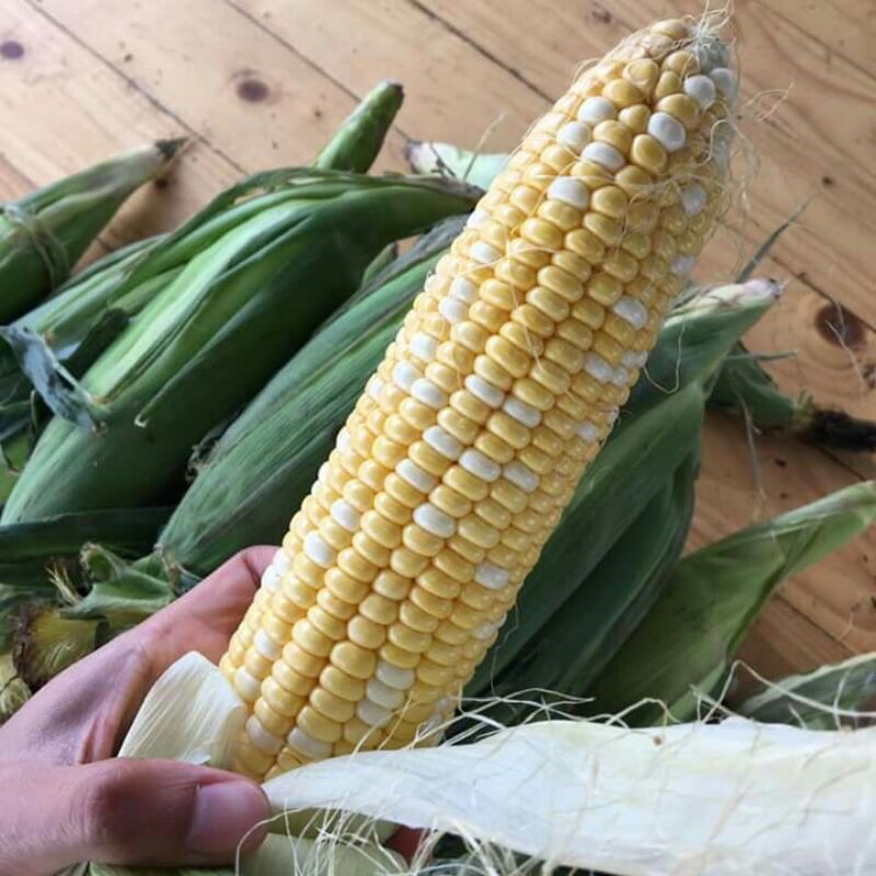 FREE GIFT ) JAGUNG MUTIARA GRED A ORIGINAL DARI CAMERON HIGHLANDS ...