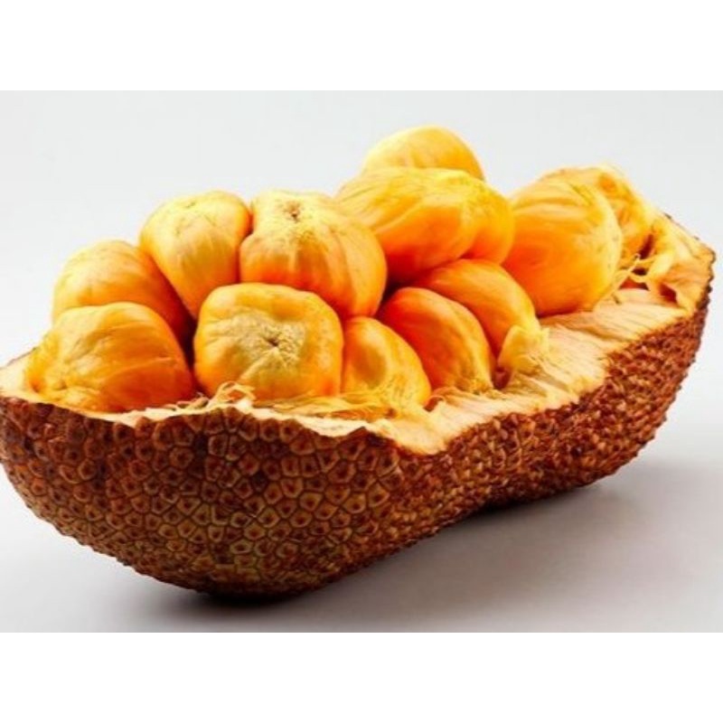 Pokok Cempedak Madu CH28 Hybrid | Shopee Malaysia