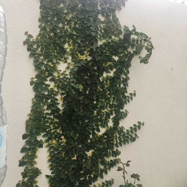 pokok dollar rambat ( climbing fig ) | Shopee Malaysia