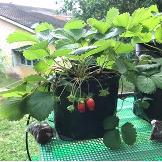 Anak Pokok Strawberry Tanah Rendah JSC | Shopee Malaysia