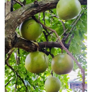 Buah Labu Kayu Segar untuk ikhtiar sakit kronik dan kesihatan | Shopee ...