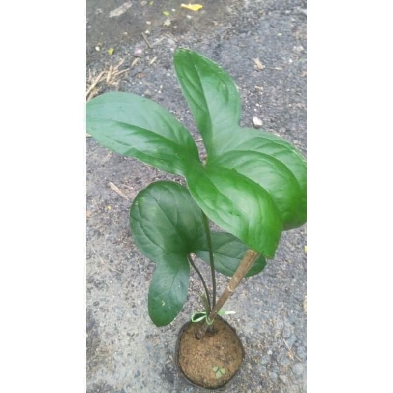 keladi geli-geli (Rm5 sepokok) | Shopee Malaysia