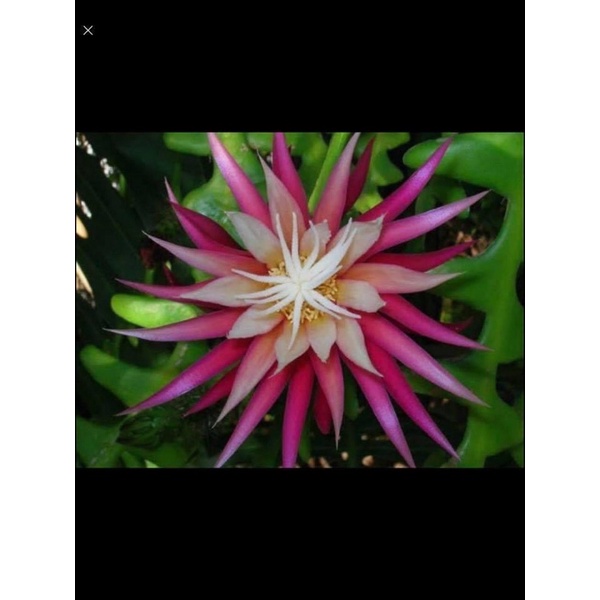 Pokok bunga bakawali daun bentuk tulang ikan bakawali fishbone real ...