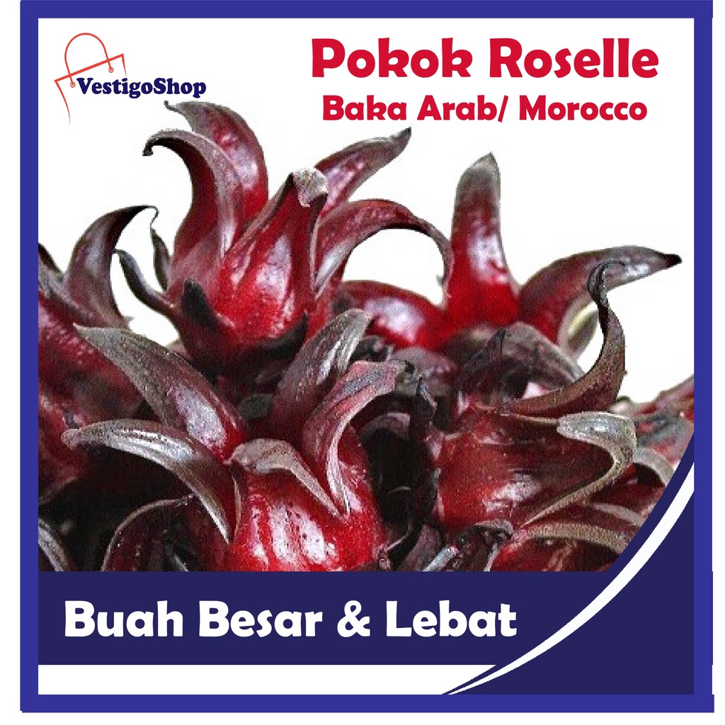 ANAK POKOK ROSELLE LIVE PLANT (Anak Pokok Roselle Baka Arab / Morocco) | Shopee Malaysia