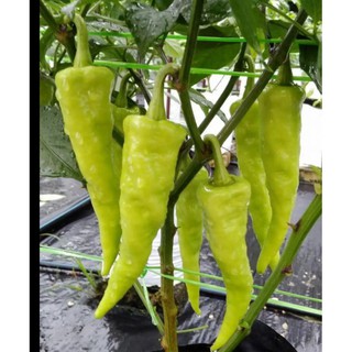 CILI SOLOK TAMING SARI | Shopee Malaysia