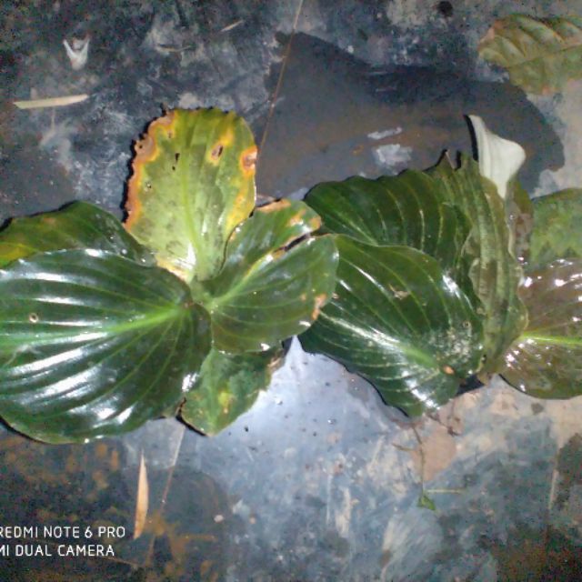 Pokok Cekur Hitam atau Cekur Mas | Shopee Malaysia