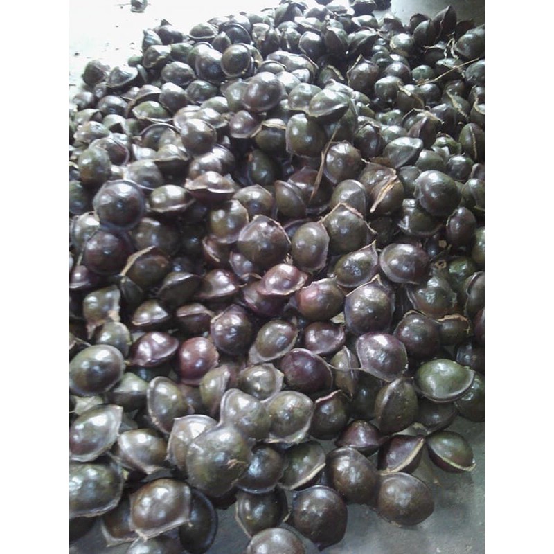 Buah Jering Tua Fresh Dari Kampung 1kg | Shopee Malaysia