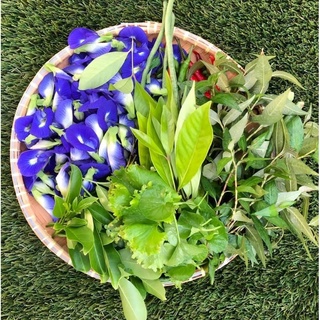 Pucuk Serai Kayu Daun Samak Ulam Nasi Kerabu | Shopee Malaysia