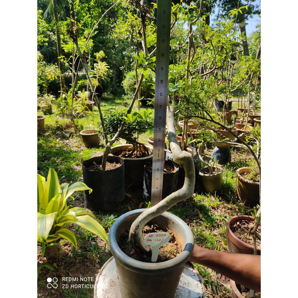 Pokok Bonsai Jasmine Melati Apocynaceae | Shopee Malaysia