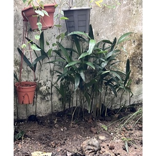 Anak Pokok Pinang Ekor Tupai/Pokok Hiasan / Palm Tree | Shopee Malaysia