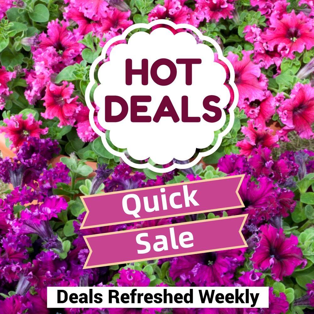 Wellgrow Seeds Official Store, Online Shop | Shopee Malaysia