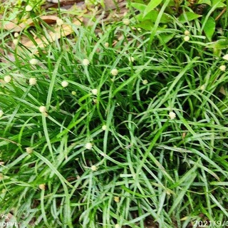 RUMPUT HELIKOPTER/Mata Lalat/ Pendul (FRESH) | Shopee Malaysia