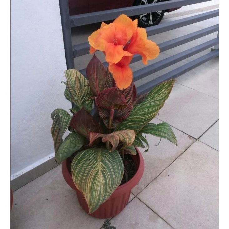 canna indica lily Red King Humbert | Shopee Malaysia