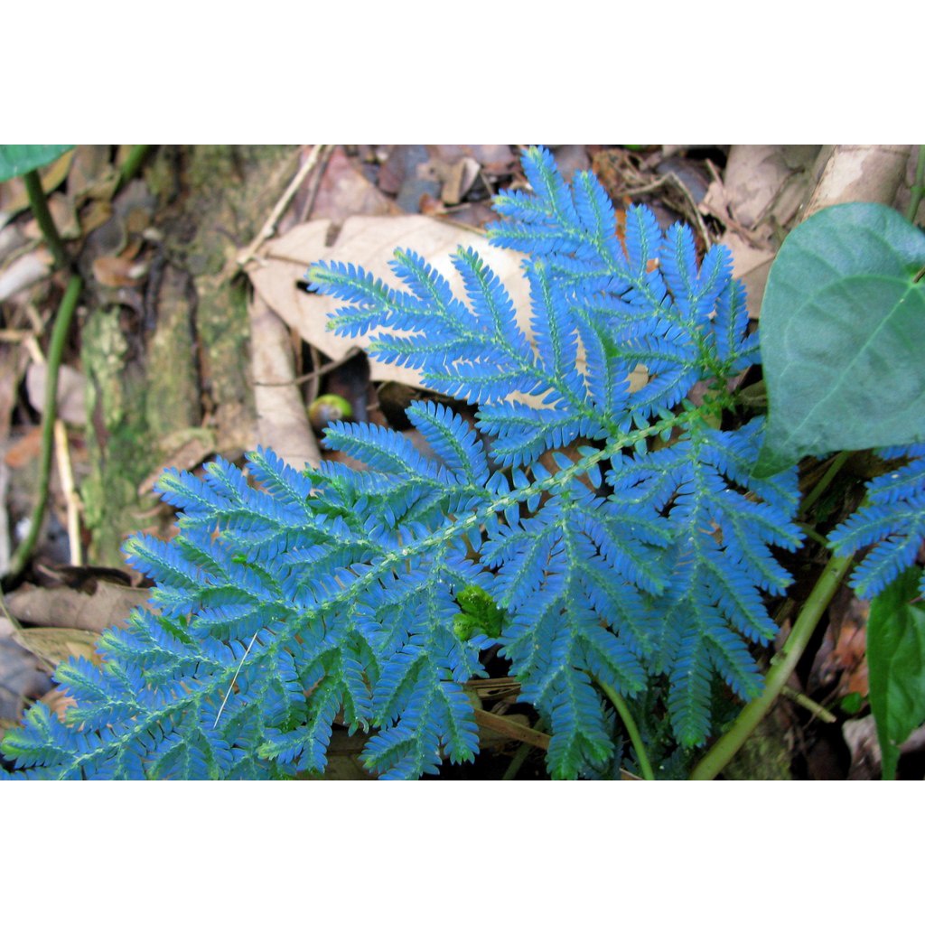 Peacock Fern Blue Fern Paku Merak moss Decorative Plants Tumbuhan ...