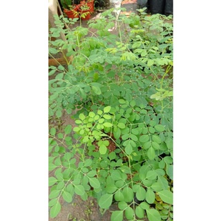 keratan pokok munggai, murunggai, mungai, munggal, mungal | Shopee Malaysia