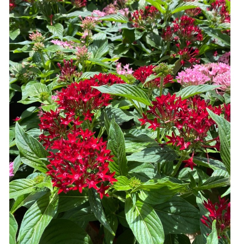 Pentas. Lucky Star. 繁星花. [LIVE PLANT] | Shopee Malaysia