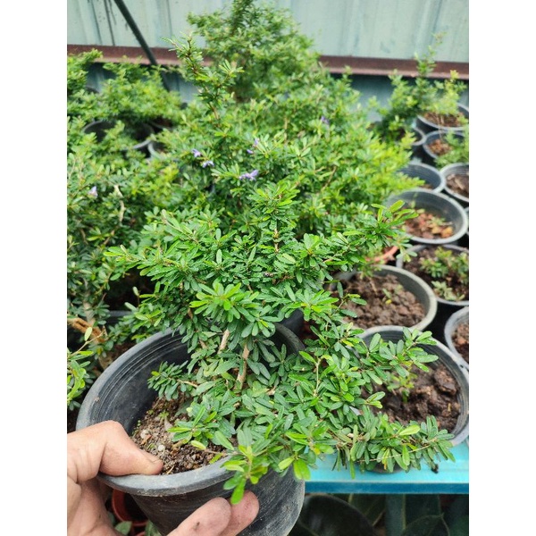 Bluebell plants desmodium /vietnamese / bonsai/ linh sam | Shopee Malaysia
