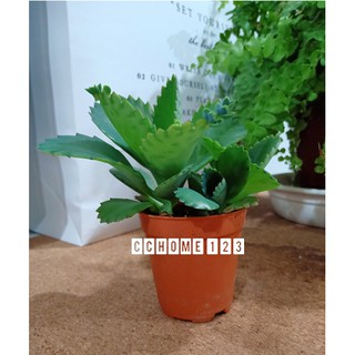 Daun Setawar Mother of Thousands Succulent Bryophyllum Pinnatum ...