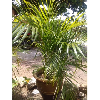 Pokok hidup beserta pasu untuk hiasan ( Palm Tree ) | Shopee Malaysia