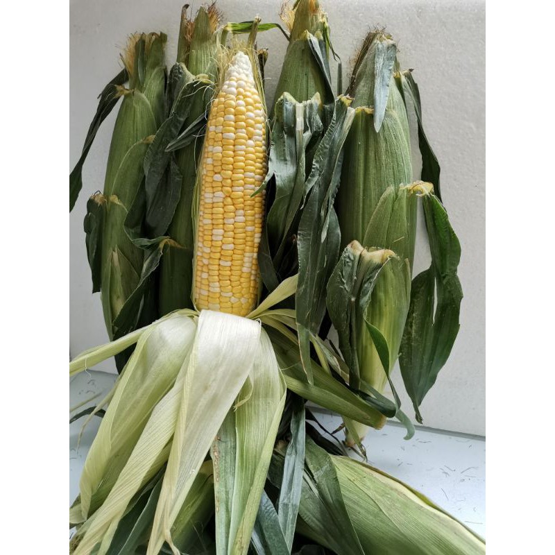 JAGUNG MUTIARA CAMERON/CAMERON PEARL CORN (GRADE A & B) | Shopee Malaysia