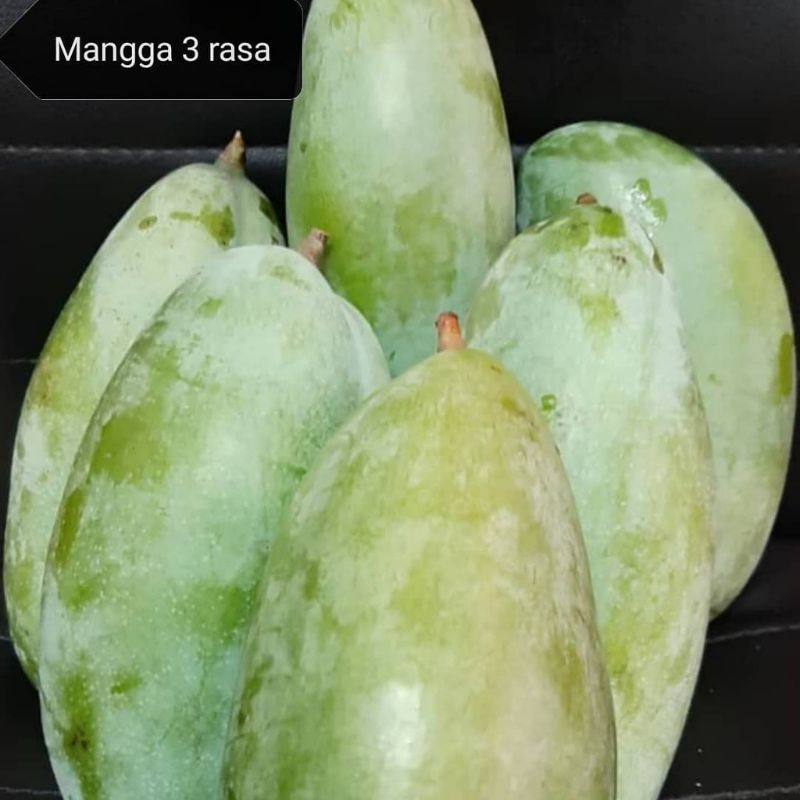 MANGGA 3 RASA RM12/1KG | Shopee Malaysia