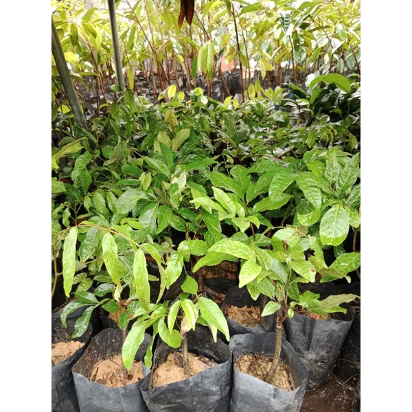 Anak Pokok Rambutan Gula Batu Hybrid | Shopee Malaysia