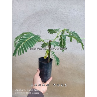 POKOK TURI SUBUR DAN SEGAR | Shopee Malaysia