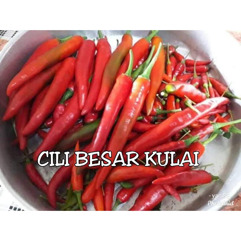 Benih Cili Besar Kulai F1 HIBRID | Shopee Malaysia