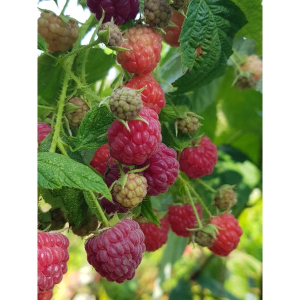 Biji benih raspberry merah ( himberen) | Shopee Malaysia
