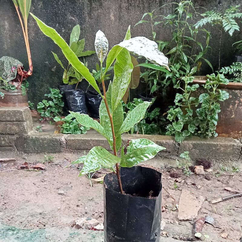 Pokok jambu gajus ketereh golok. (Pokok ulam) | Shopee Malaysia