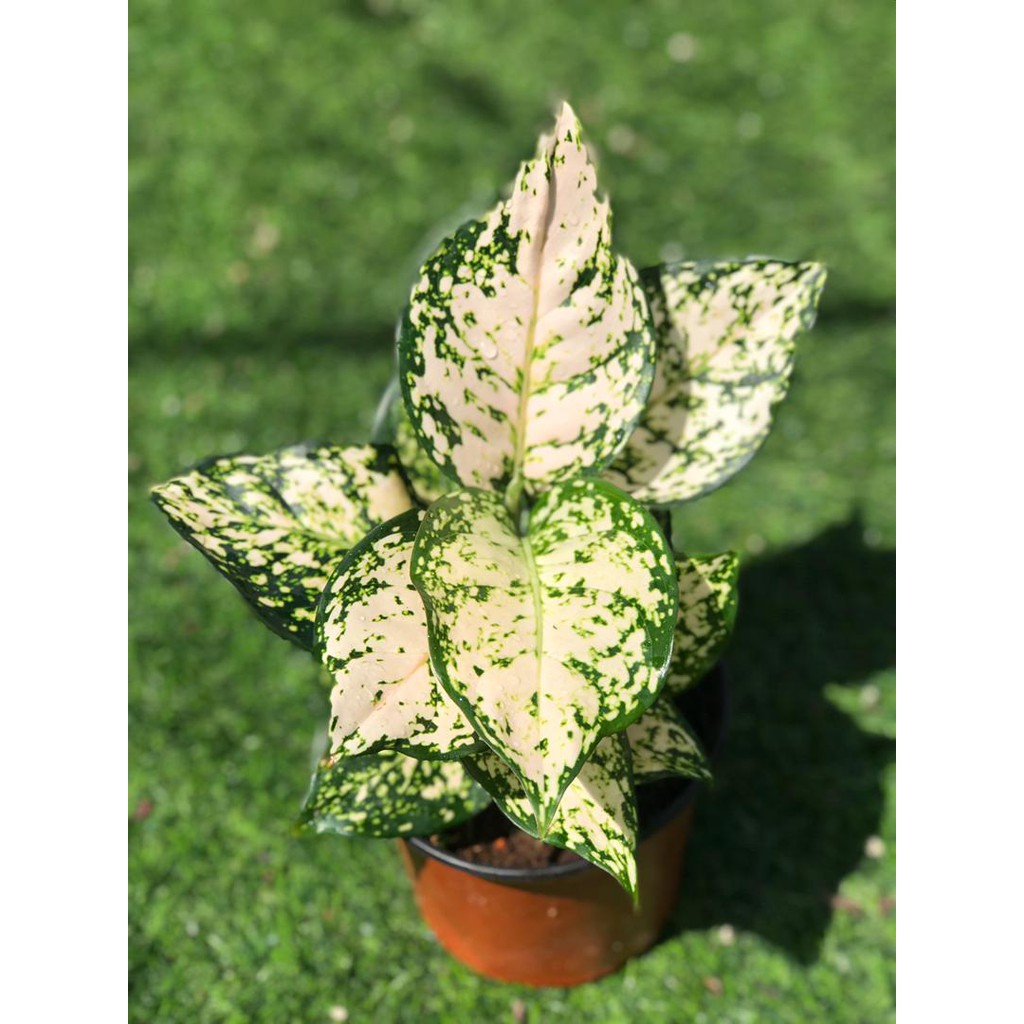 Aglaonema Etta Rose (P130-M) | Shopee Malaysia