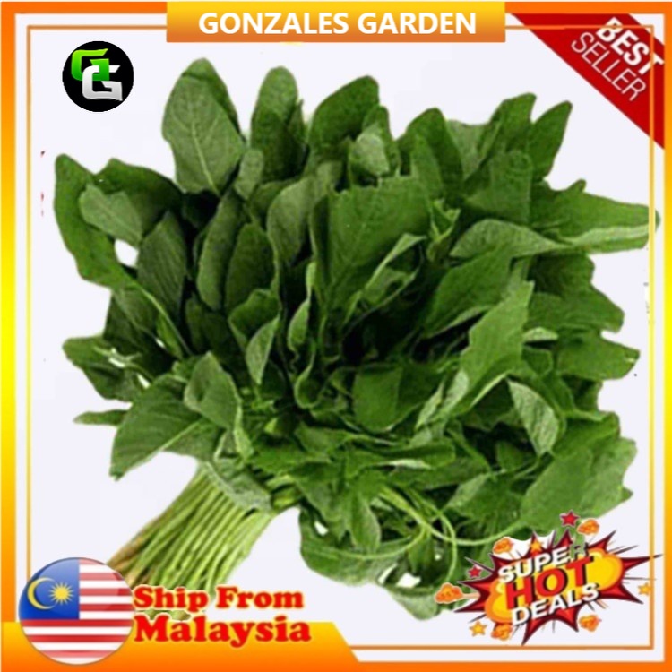 Biji Benih Bayam Hijau Daun Bulat Green Amaranth Premium And Genuine ...
