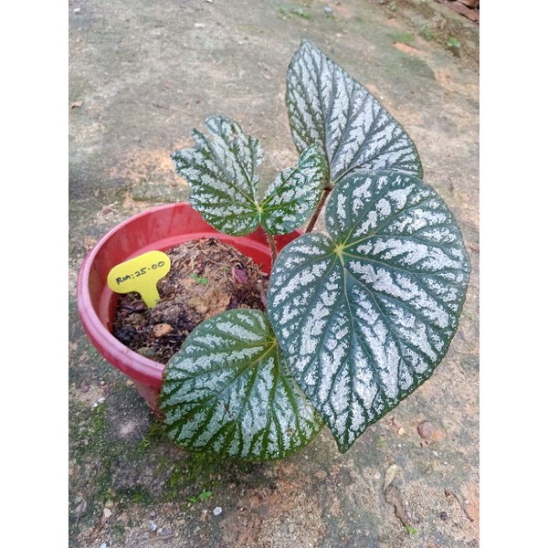 POKOK BEGONIA CHOLORONEURA (MEDIUM SIZE) | Shopee Malaysia