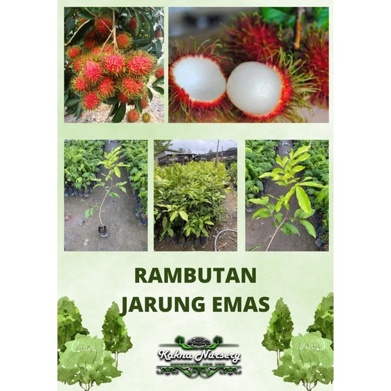Rambutan Jarum Emas / Pokok Hybrid / Anak Pokok Rambutan / Mokte ...