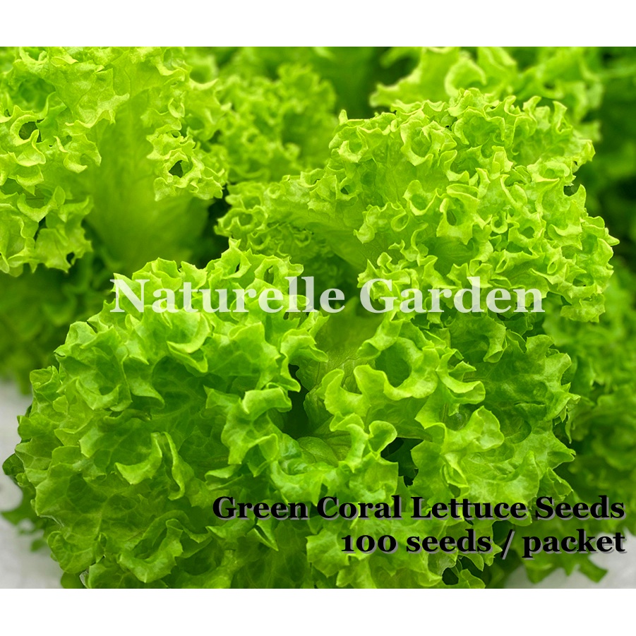 Benih Sayur Salad Green Coral Lettuce Seeds Vegetable Seed 100 seeds ...