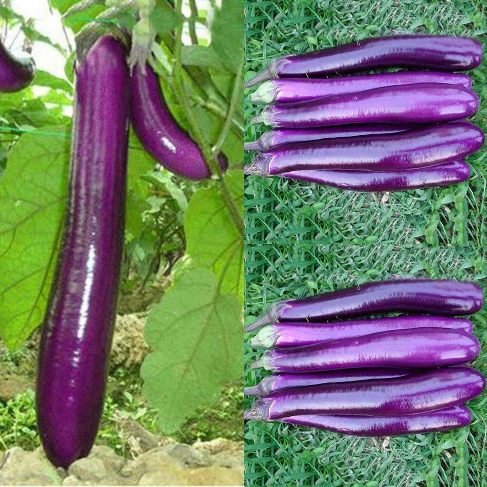 Vege Seeds (12pcs) / Long Purple Eggplant / Terung Ungu Panjang ...