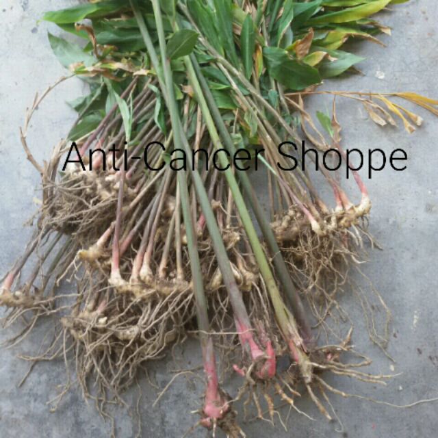 Lempoyang For Cancer | Shopee Malaysia