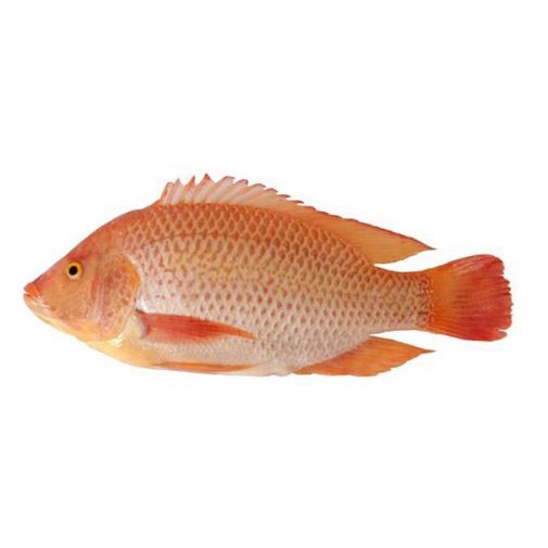FISH - 500g~700g Ikan Tilapia Merah / Red Tilapia (tidak dibekukan) 1pc ...