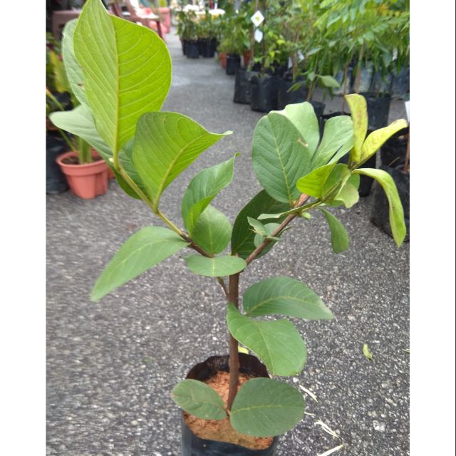 Jambu batu Lohan (anak pokok) | Shopee Malaysia