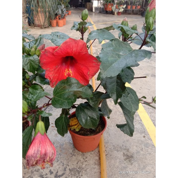 Bunga Raya Hybrid (Bunga Besar) | Shopee Malaysia