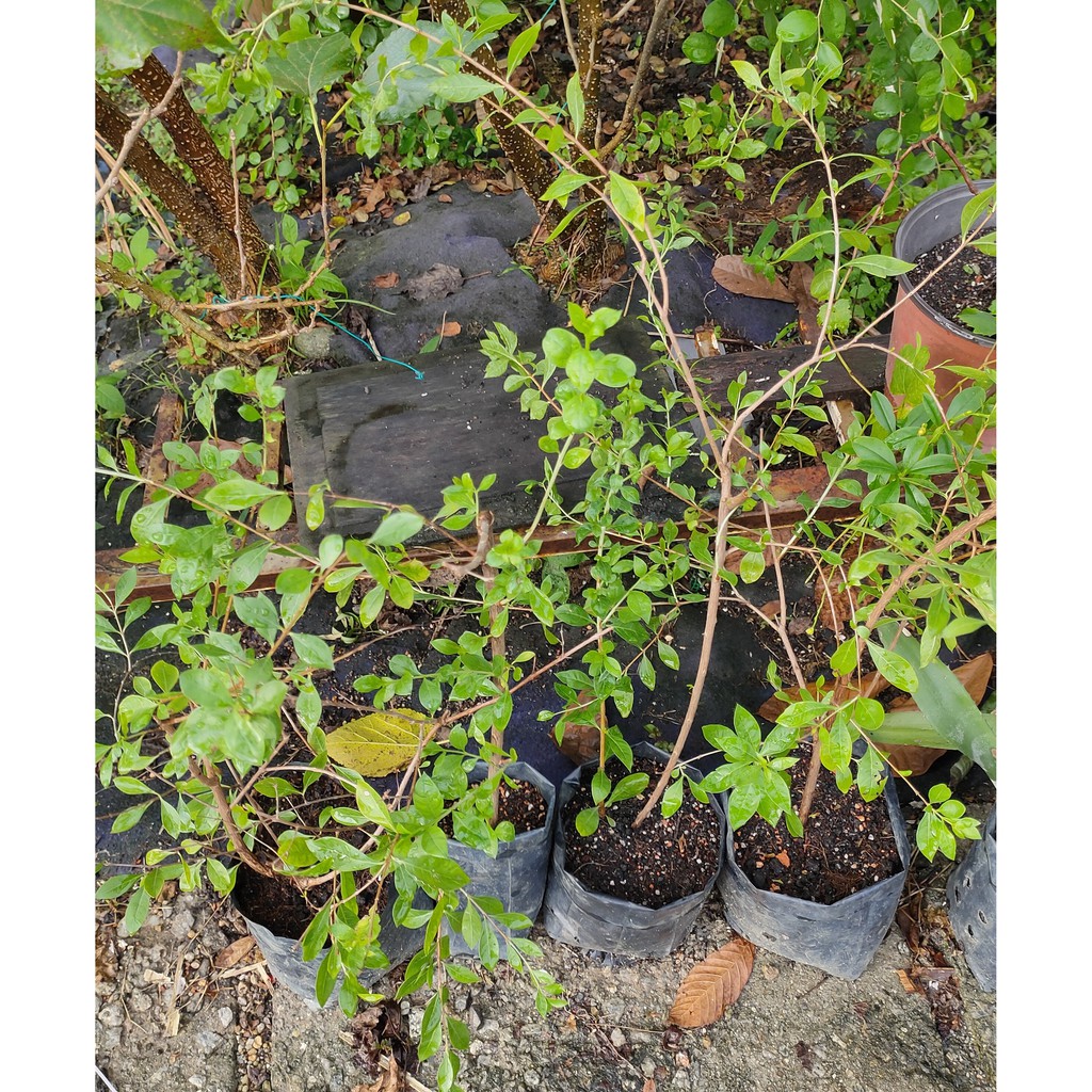 Pokok Inai /Lawsonia inermis ( Anak Pokok Polybag Saiz Kecil) | Shopee ...