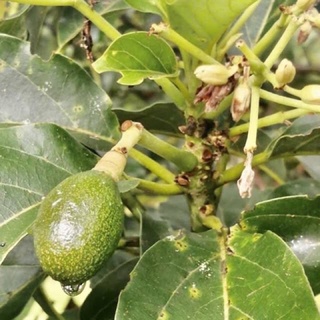 ANAK POKOK AVOCADO MENTEGA HYBRID (STOK TERHAD) | Shopee Malaysia