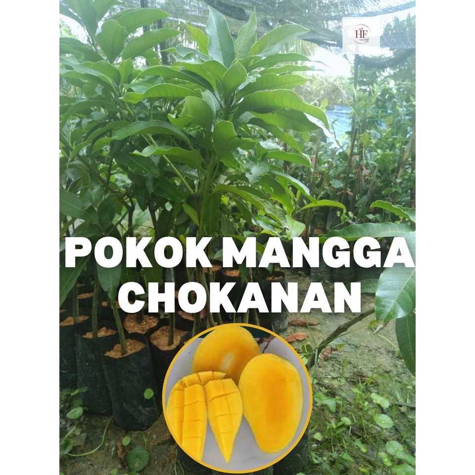Pokok Mangga Chokanan Cepat Berbuah Manis tanaman anak pokok kebun ...