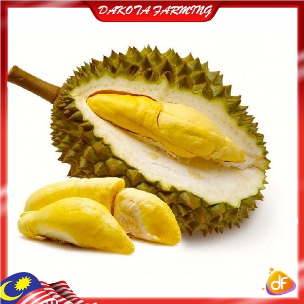 Anak Pokok Durian Monthong Senang Bebuah Import Dari Thailand | Shopee Malaysia