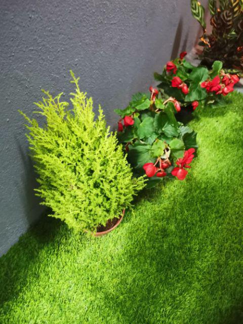 Anak Pokok Ru Cantik Anak Pokok Rhu Matang Live Pot Plant Pokok Bunga ...